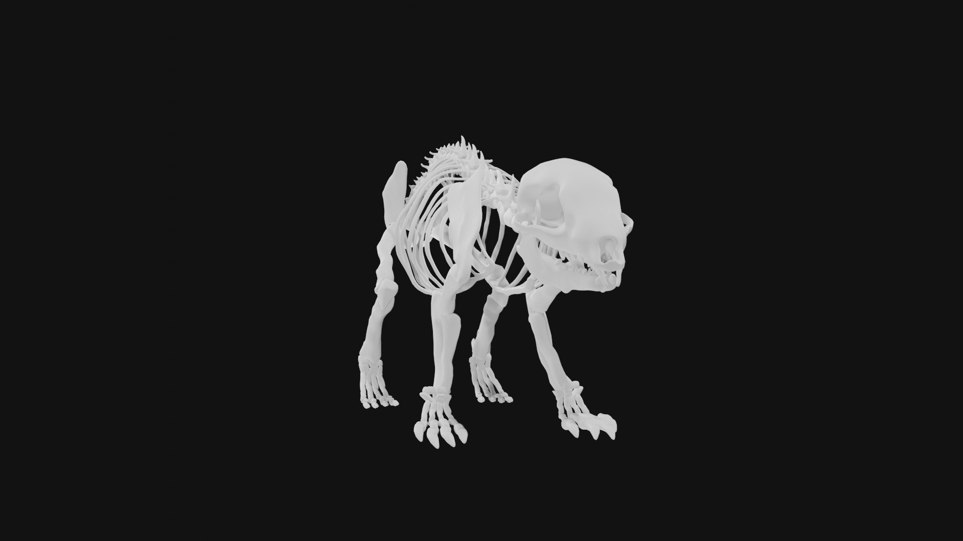 Hedgehog Skeleton 3D - TurboSquid 1995918