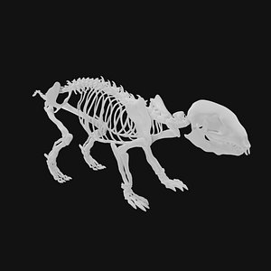 Animal Skeleton STL Models for Download | TurboSquid