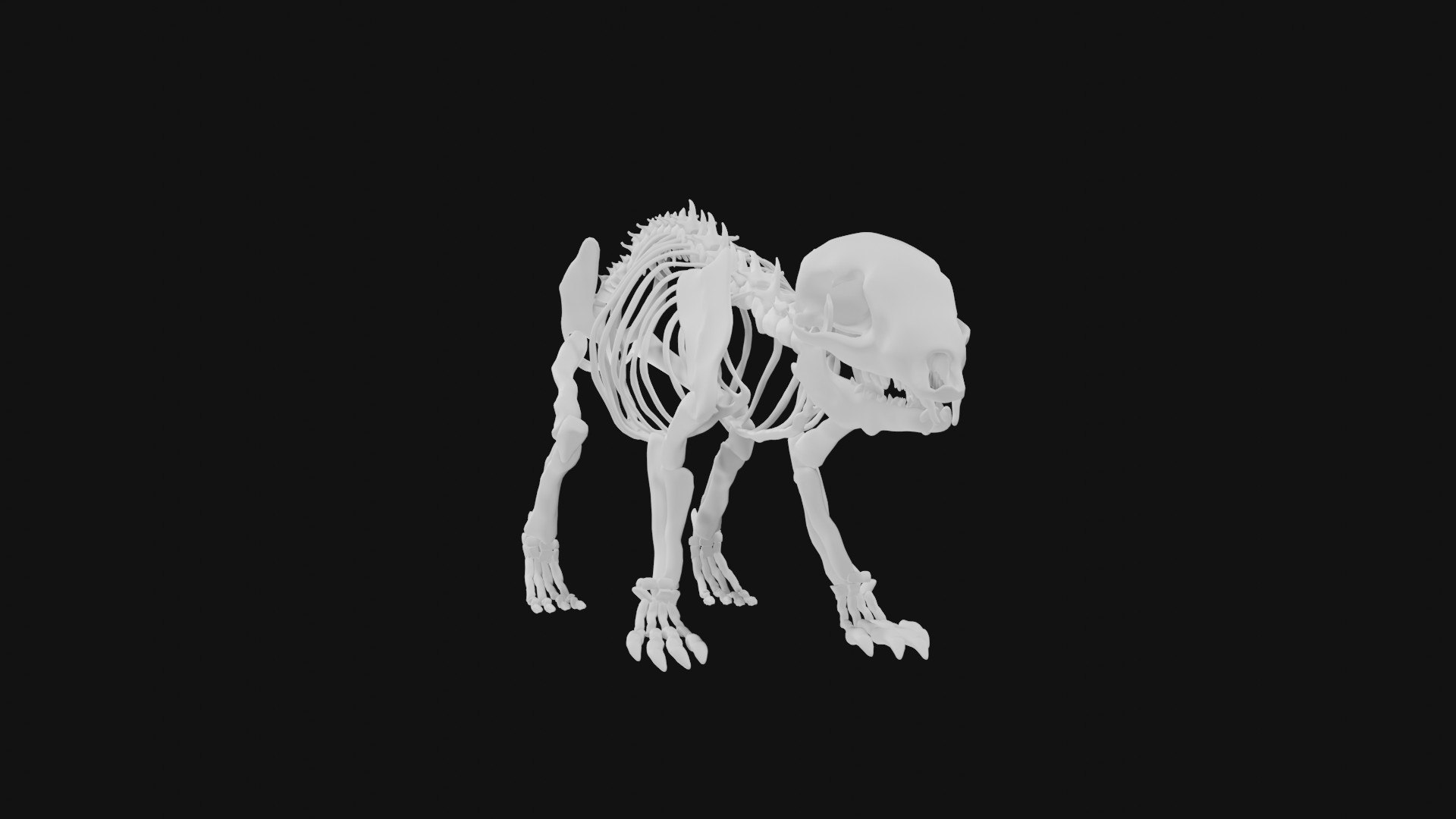 Hedgehog Skeleton 3D - TurboSquid 1995918