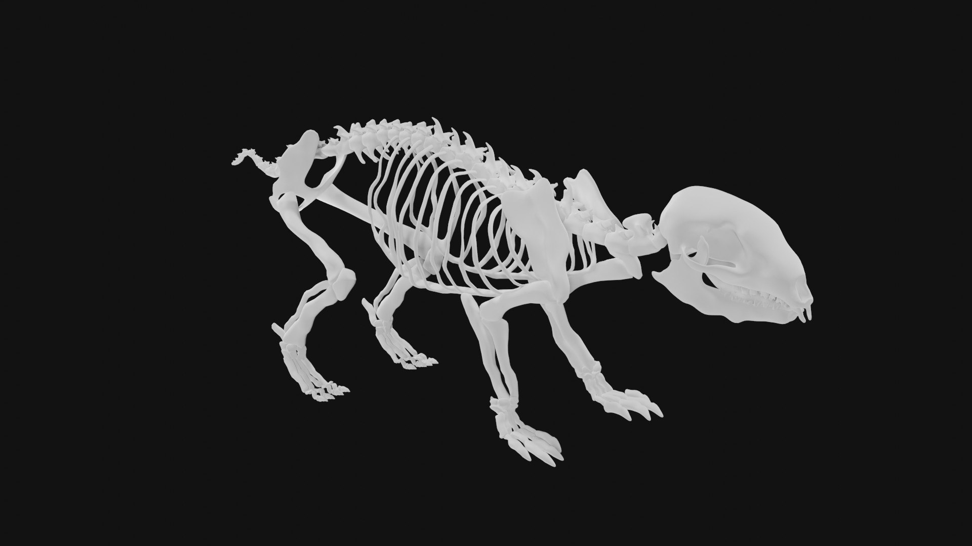 Hedgehog Skeleton 3D - TurboSquid 1995918