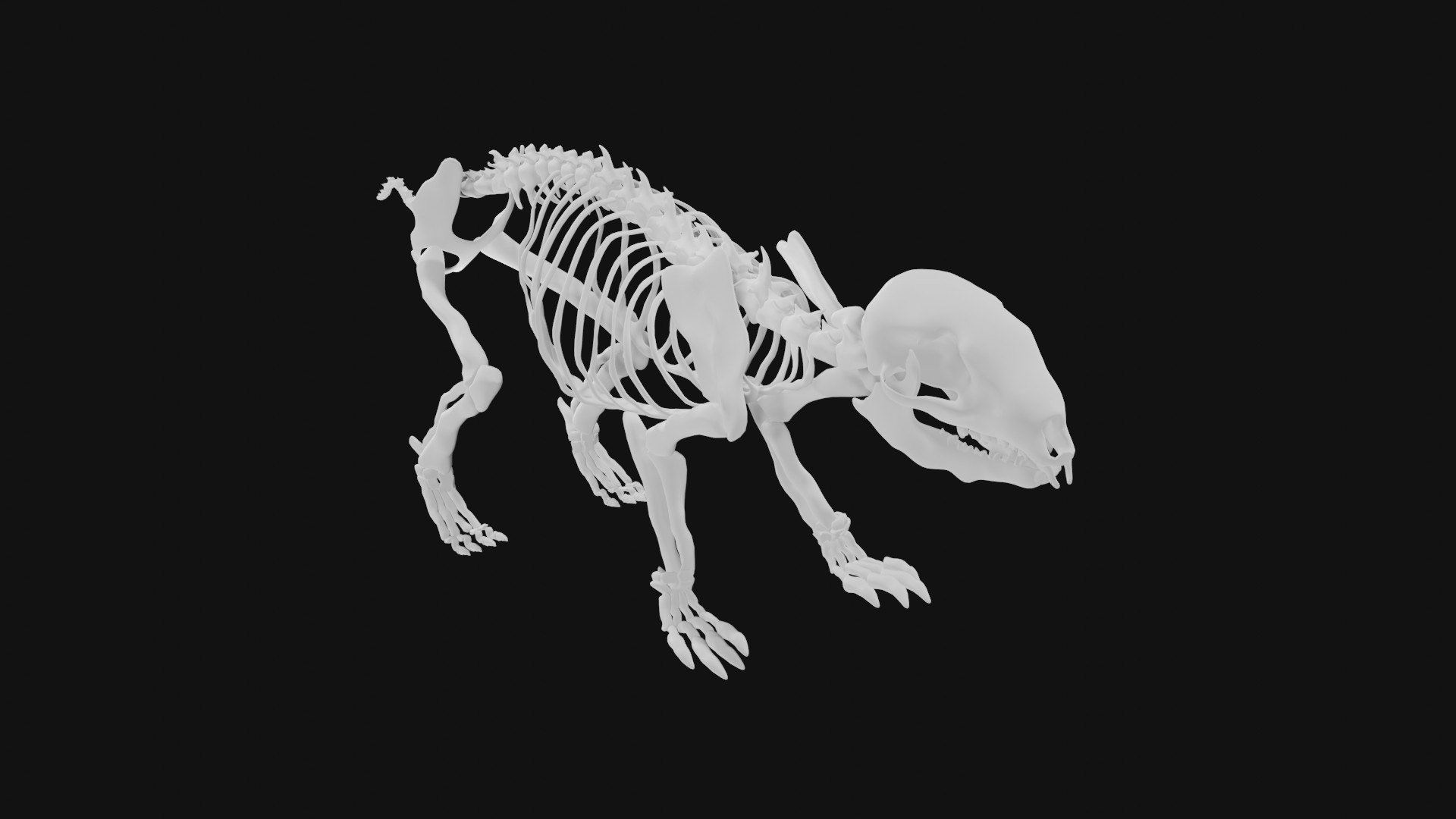 Hedgehog Skeleton 3D - TurboSquid 1995918