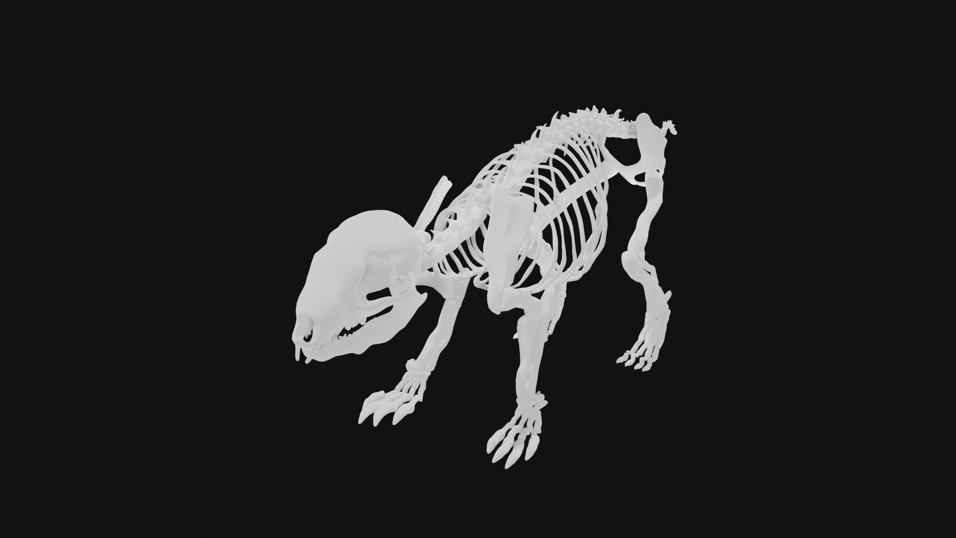 Hedgehog Skeleton 3D - TurboSquid 1995918
