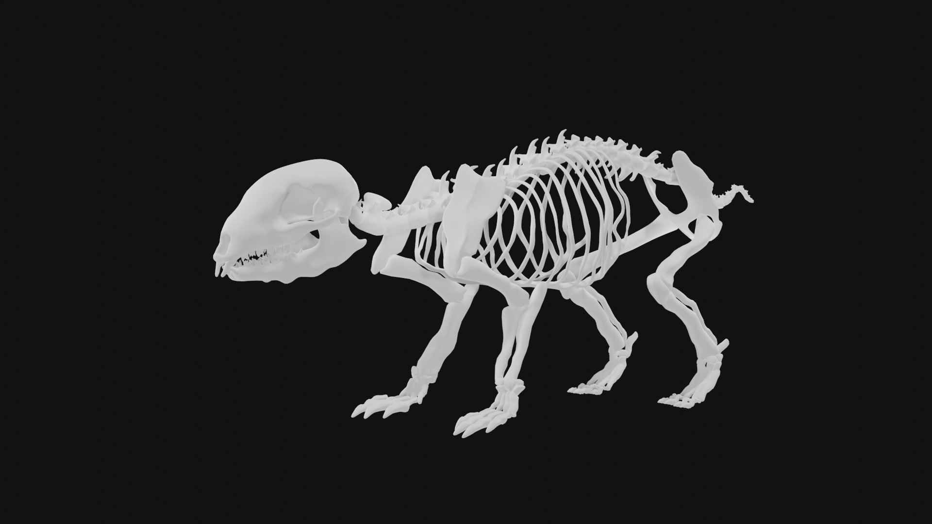 Hedgehog Skeleton 3D - TurboSquid 1995918