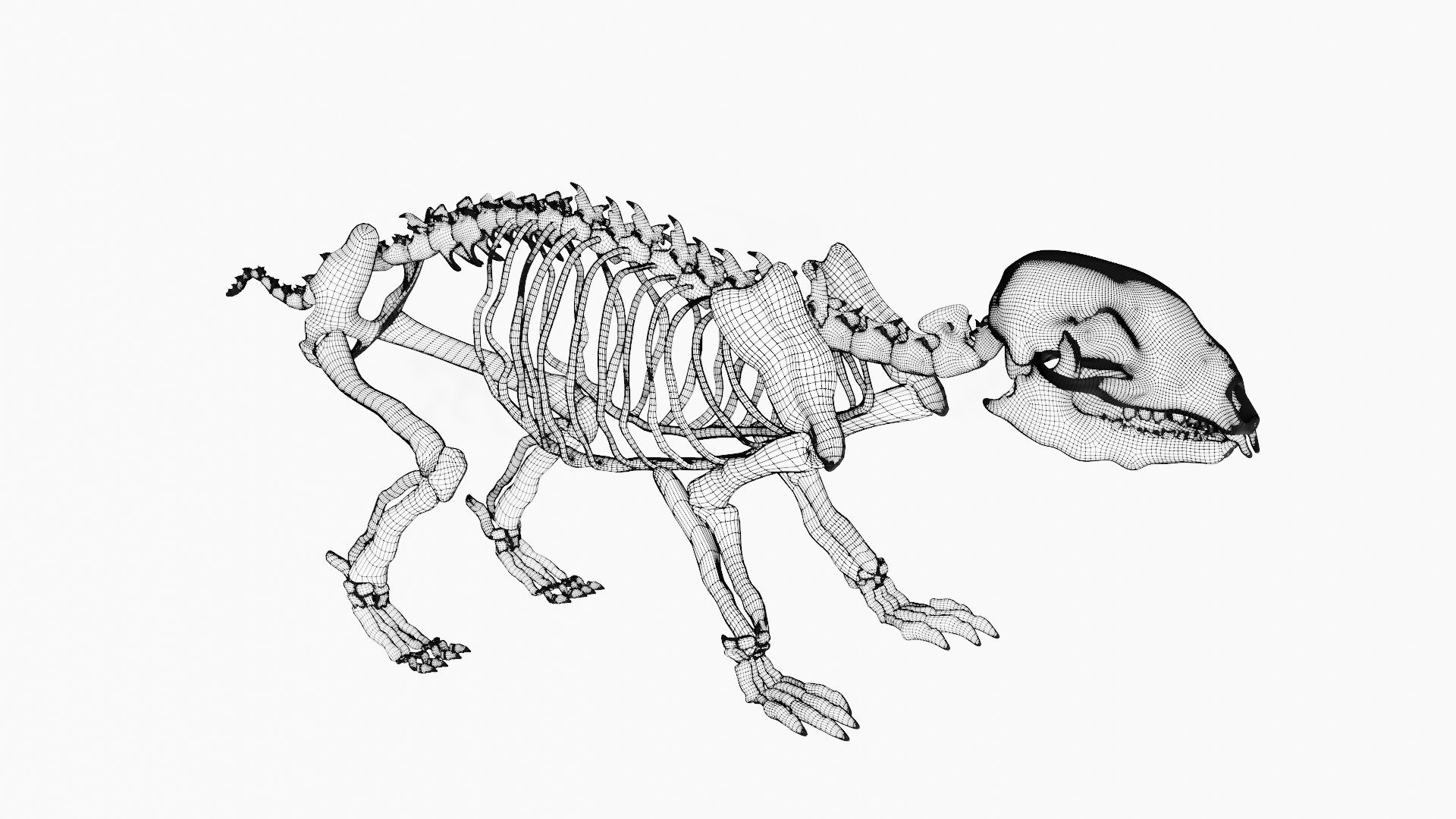 Hedgehog Skeleton 3D - TurboSquid 1995918