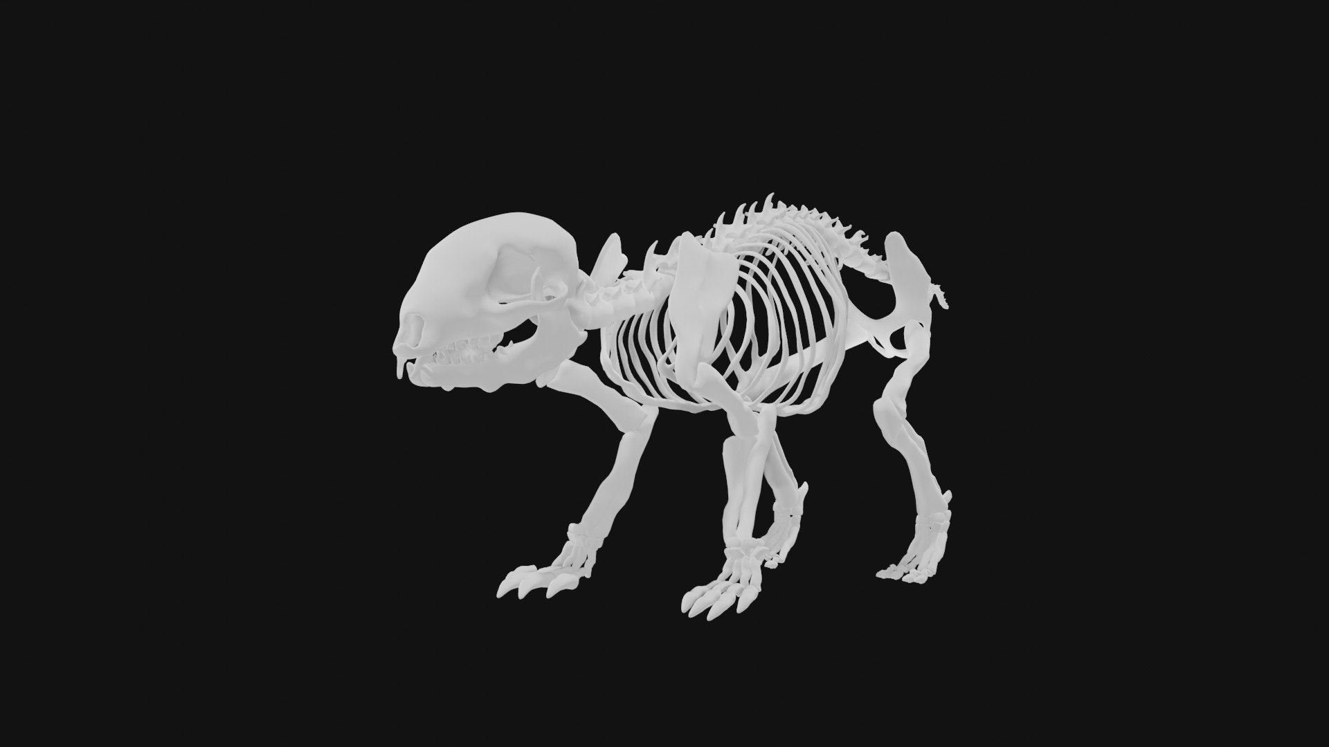 Hedgehog Skeleton 3D - TurboSquid 1995918