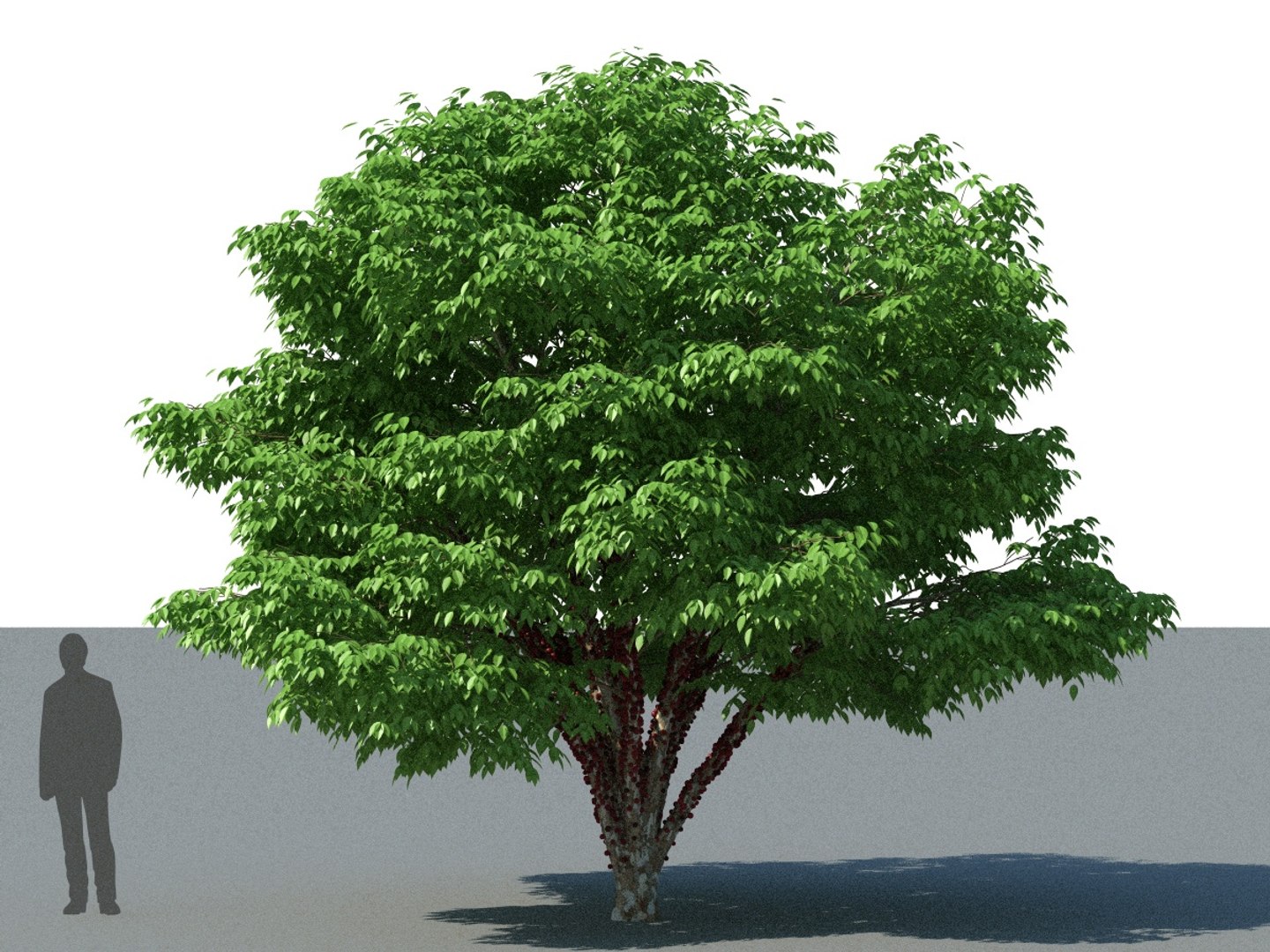 3D XfrogPlants Jabuticaba - Myciaria Calufifloria - TurboSquid 1736115
