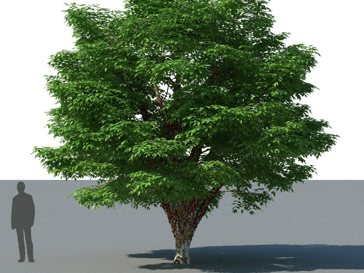 3D XfrogPlants Jabuticaba - Myciaria Calufifloria - TurboSquid 1736115