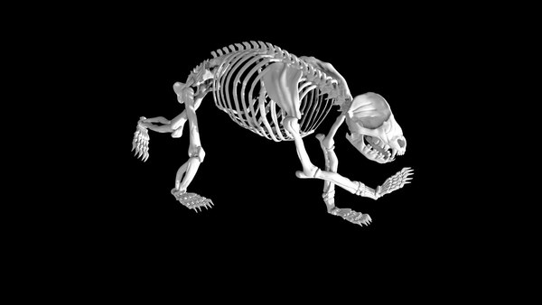 3D Rigged panda skeleton model - TurboSquid 1885777