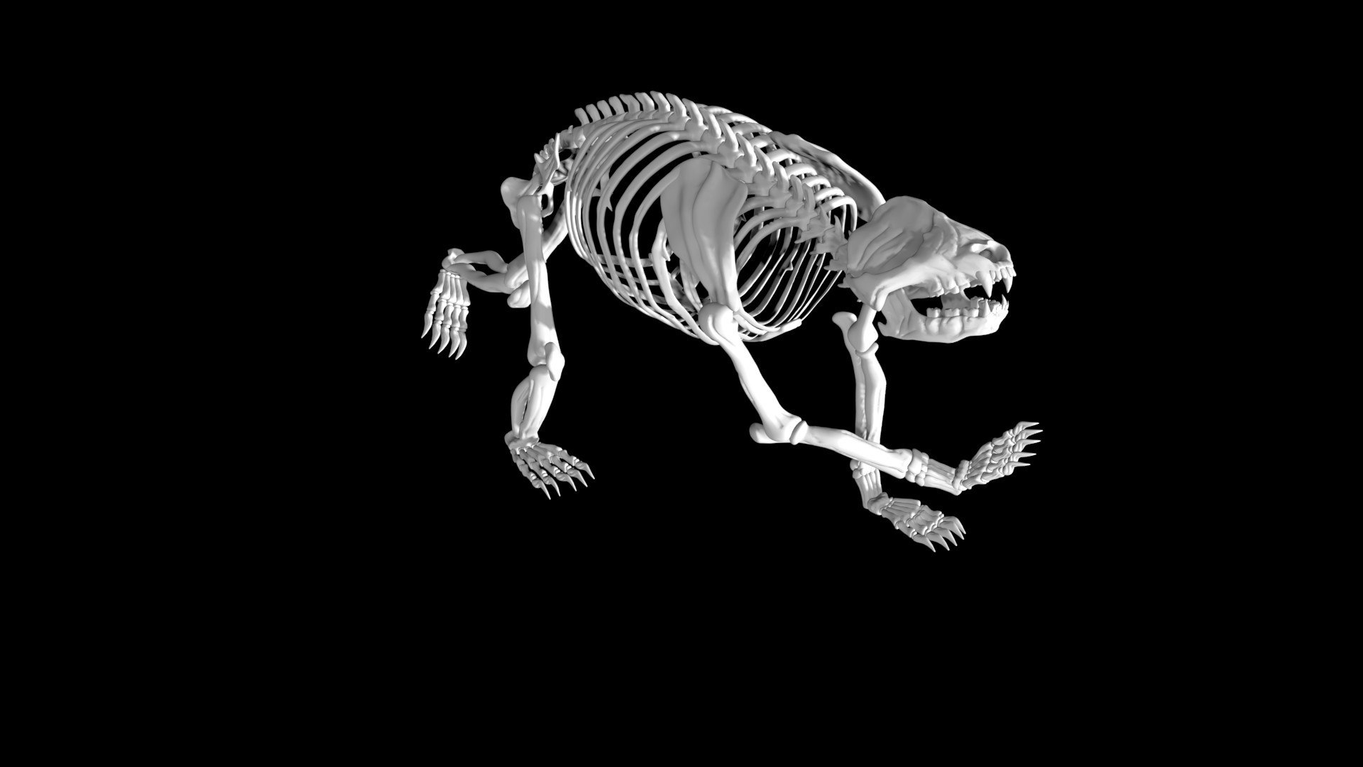 3D Rigged Panda Skeleton Model - TurboSquid 1885777
