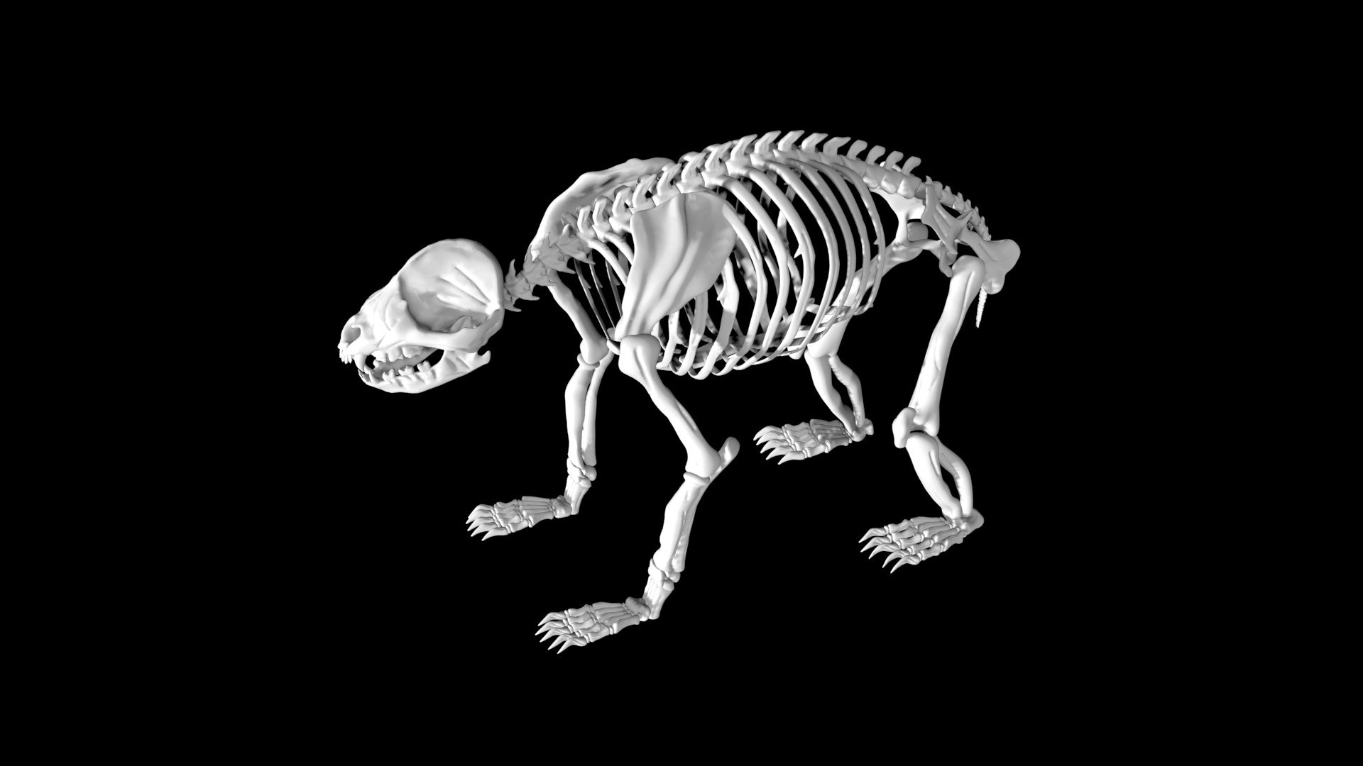 3D Rigged Panda Skeleton Model - TurboSquid 1885777