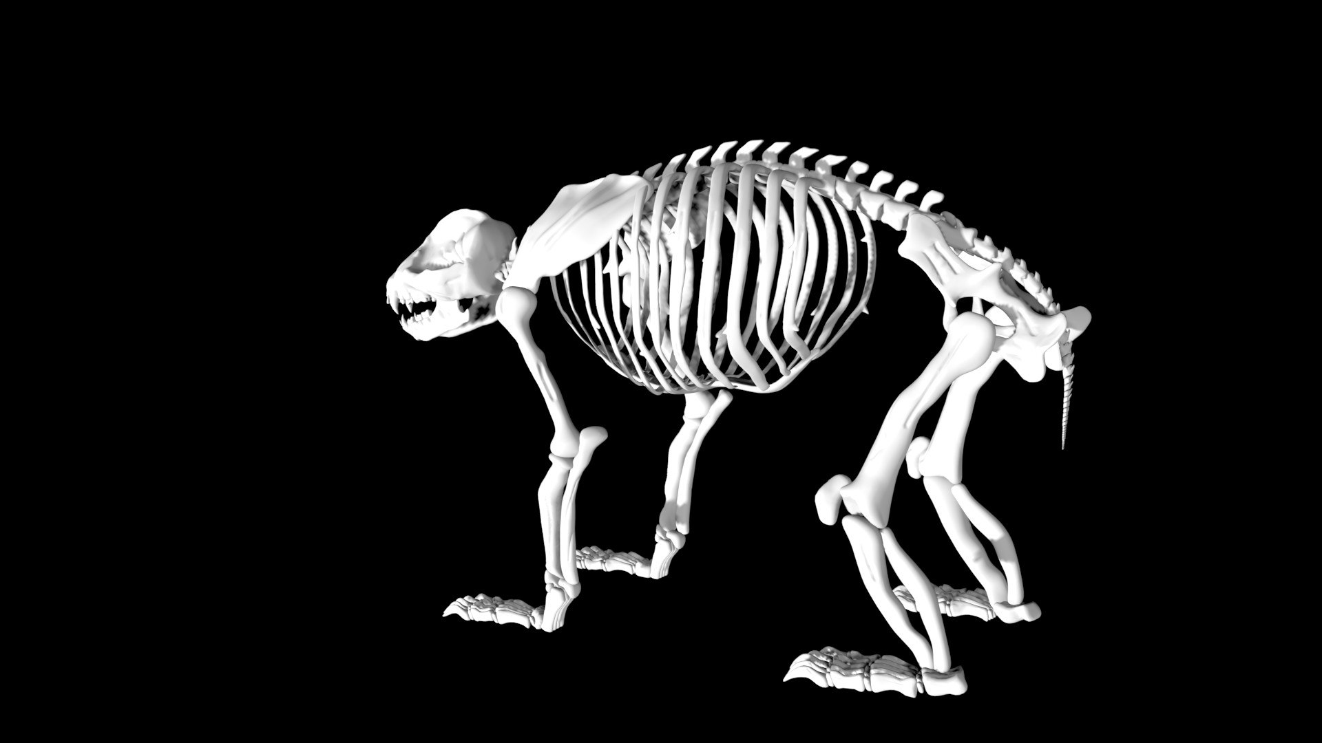 3D Rigged Panda Skeleton Model - TurboSquid 1885777