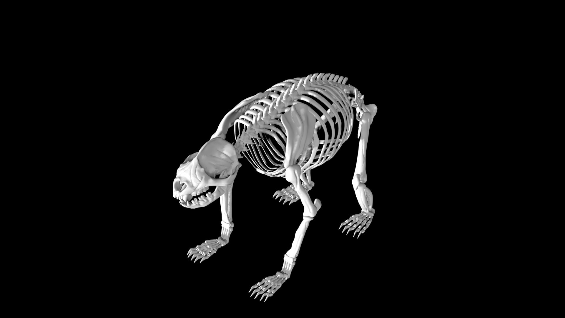 3D Rigged Panda Skeleton Model - TurboSquid 1885777