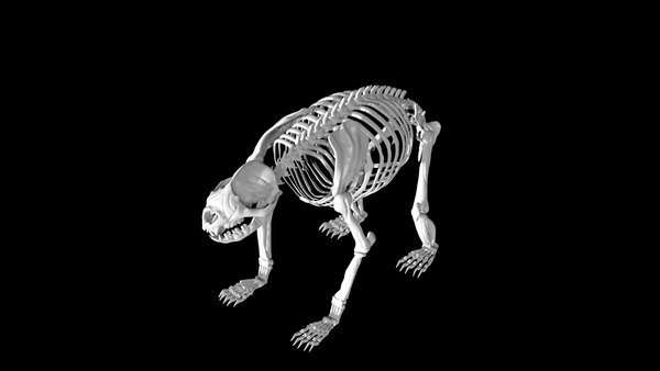 3D Rigged panda skeleton model - TurboSquid 1885777