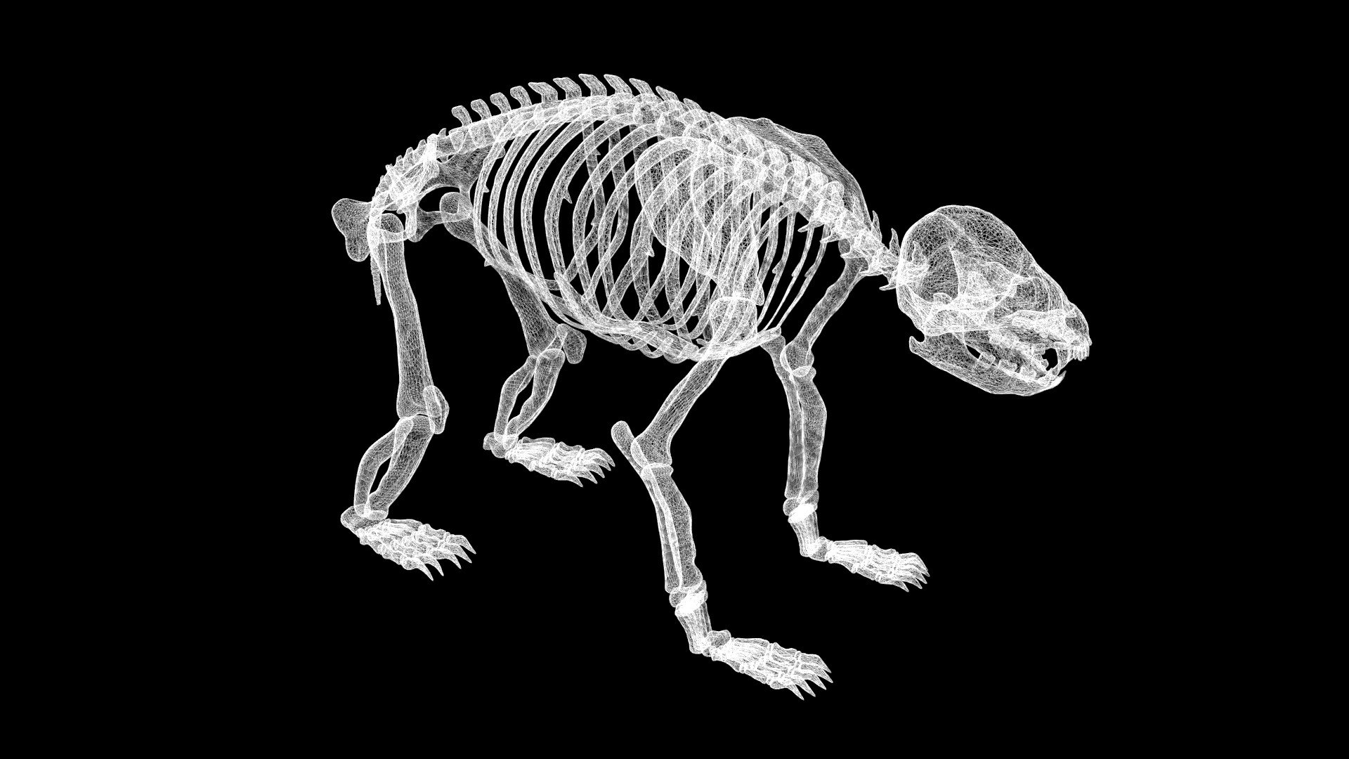 3D Rigged Panda Skeleton Model - TurboSquid 1885777