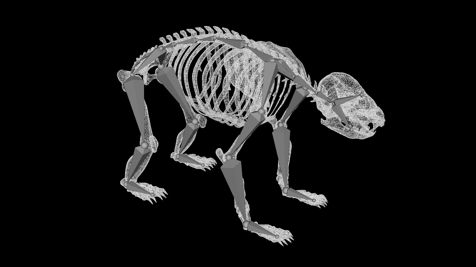 3D Rigged Panda Skeleton Model - TurboSquid 1885777