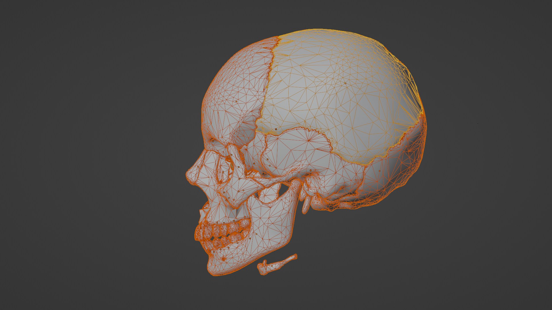 3D Model of Skull with Paranasal Sinuses model - TurboSquid 2080238