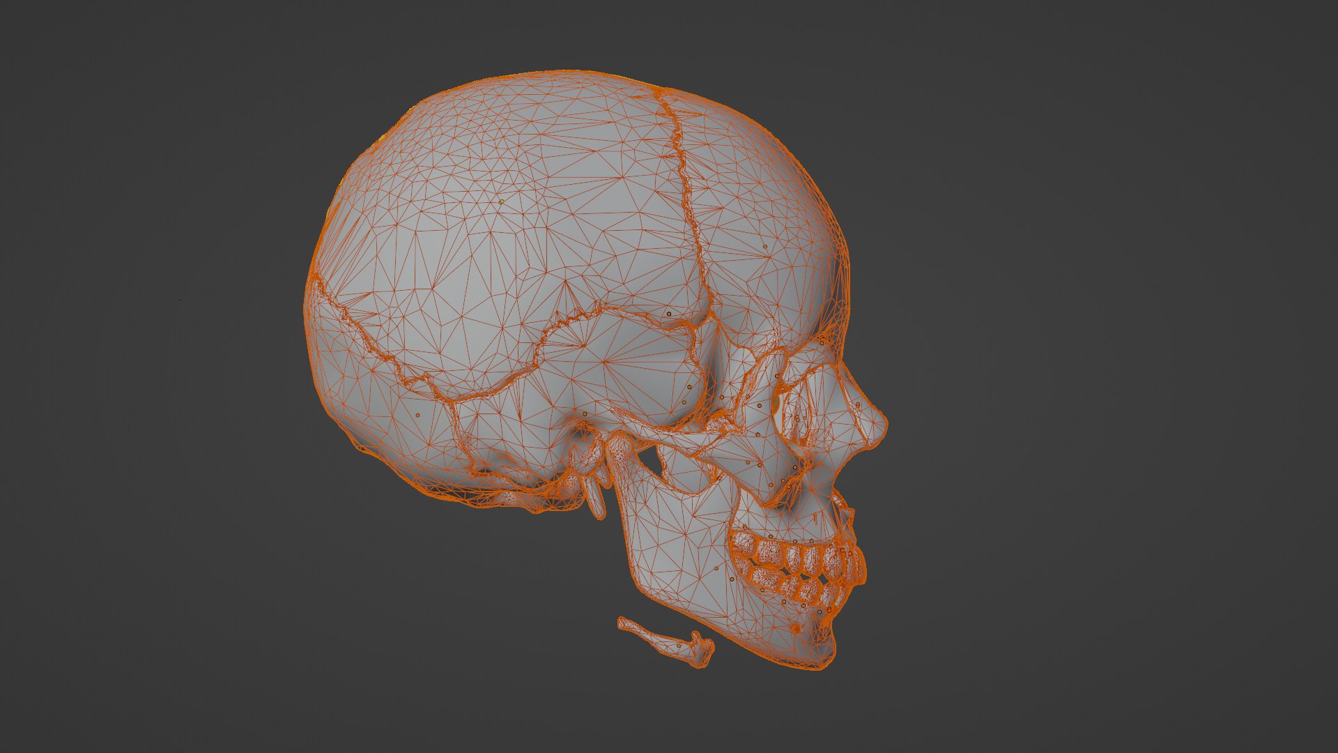 3D Model of Skull with Paranasal Sinuses model - TurboSquid 2080238