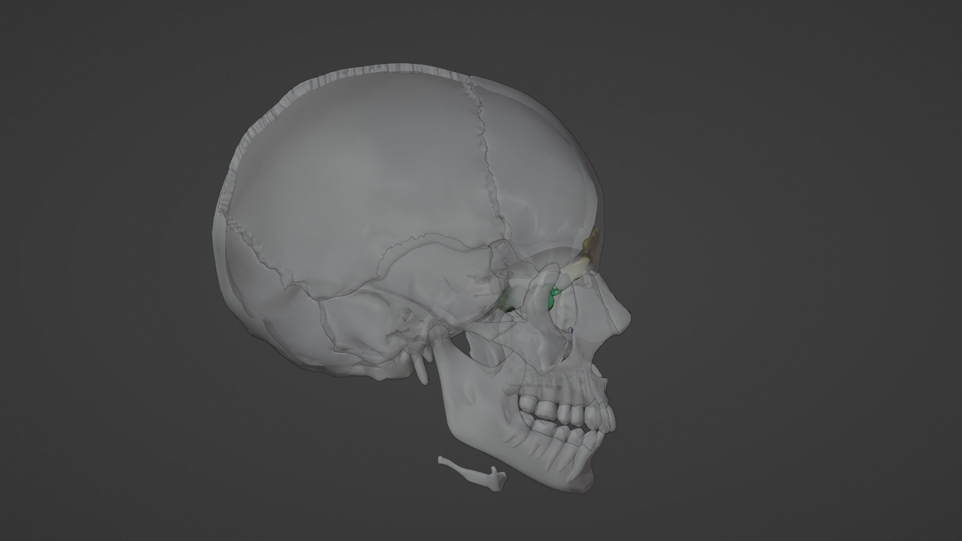 3D Model of Skull with Paranasal Sinuses model - TurboSquid 2080238