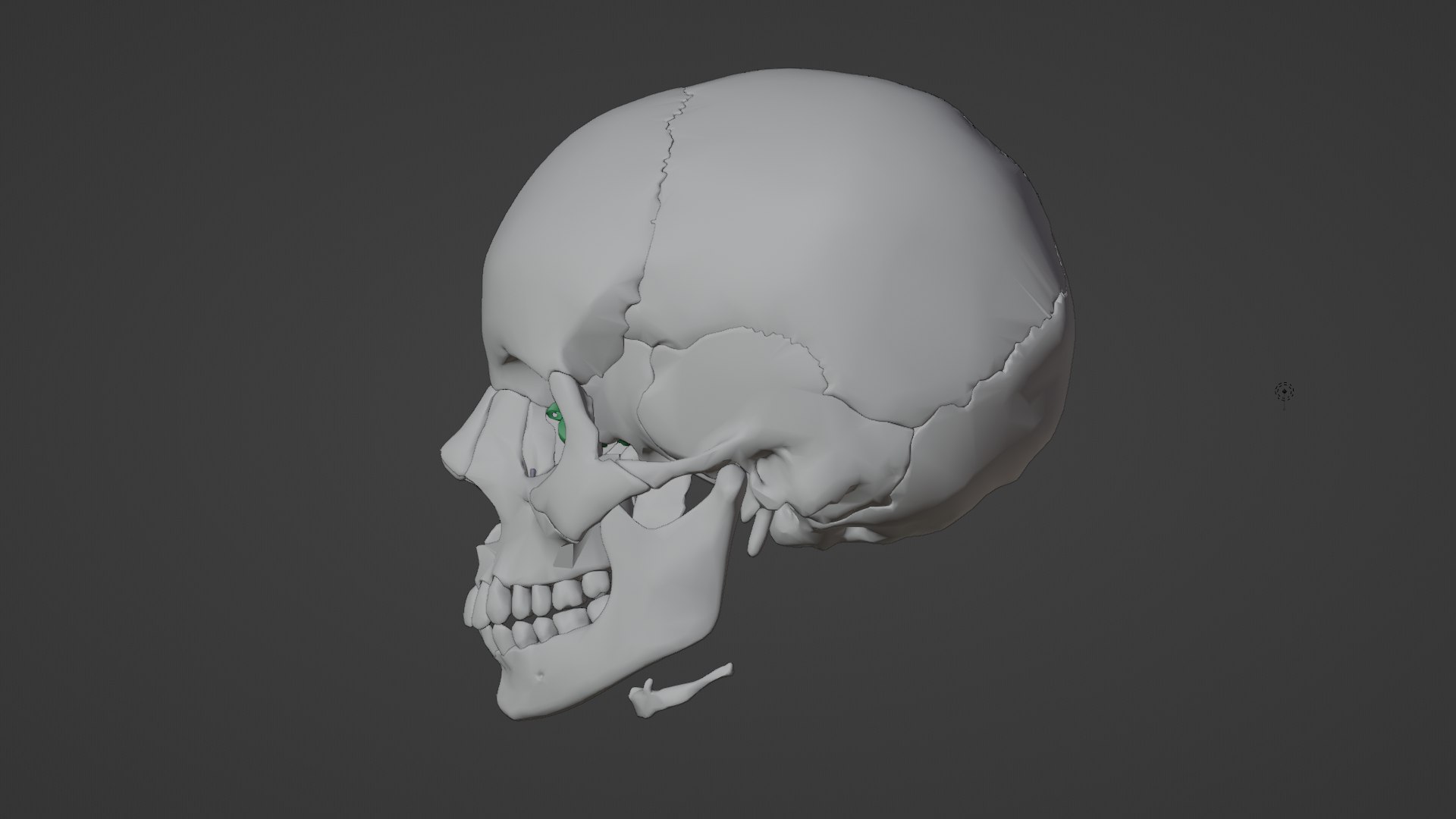 3D Model Of Skull With Paranasal Sinuses Model - TurboSquid 2080238