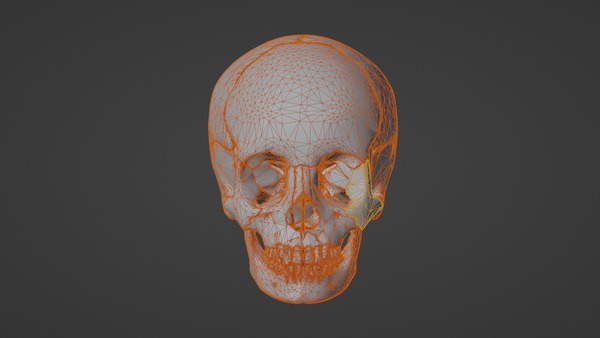 modelo 3d 3D Model of Skull with Paranasal Sinuses - TurboSquid 2080238