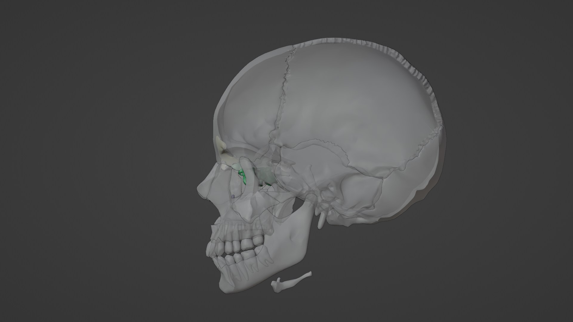 3D Model of Skull with Paranasal Sinuses model - TurboSquid 2080238
