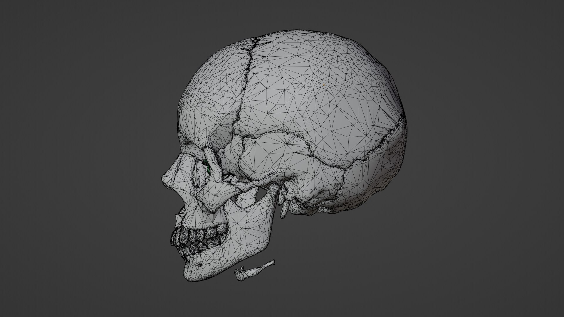 3D Model of Skull with Paranasal Sinuses model - TurboSquid 2080238