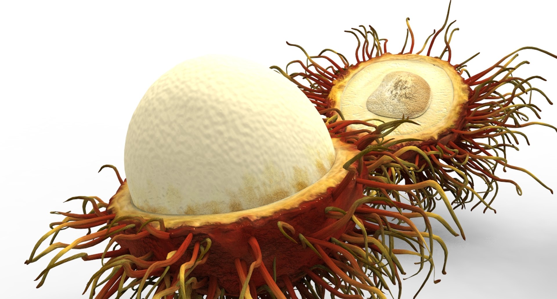 Rambutan Food Fruit 3D Model - TurboSquid 1530005
