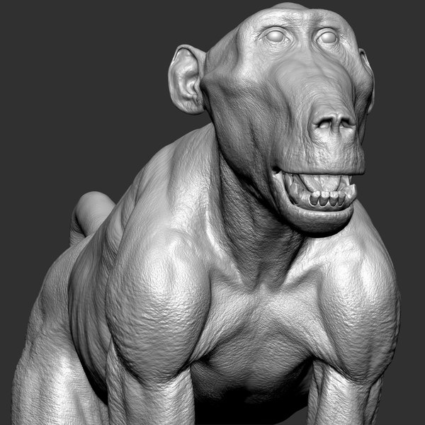 Baboon 3D Models for Download | TurboSquid