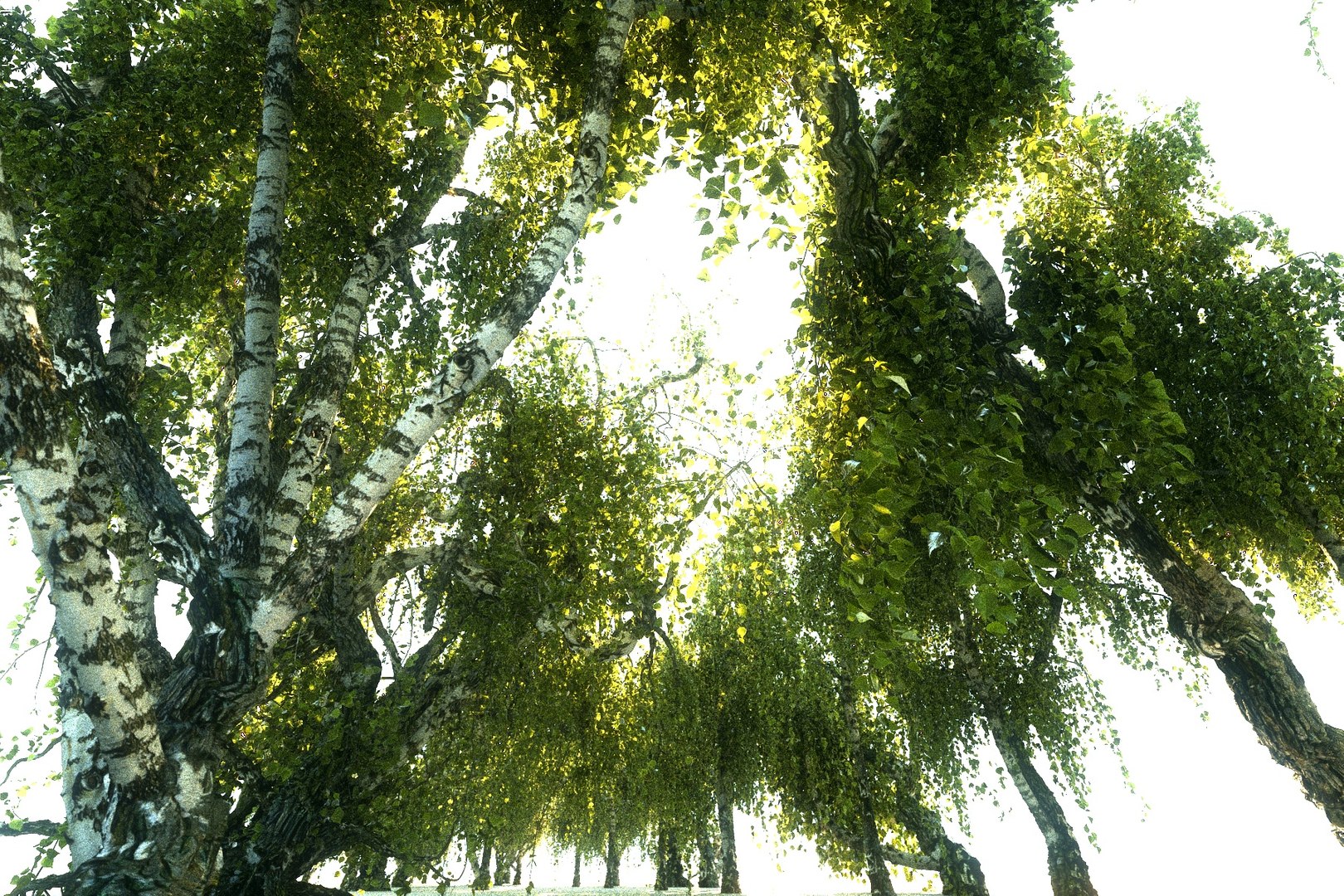 Birch-tree Forest Pack 18 3D - TurboSquid 1308053