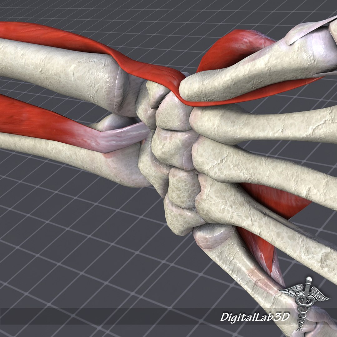 3d Human Wrist Bones