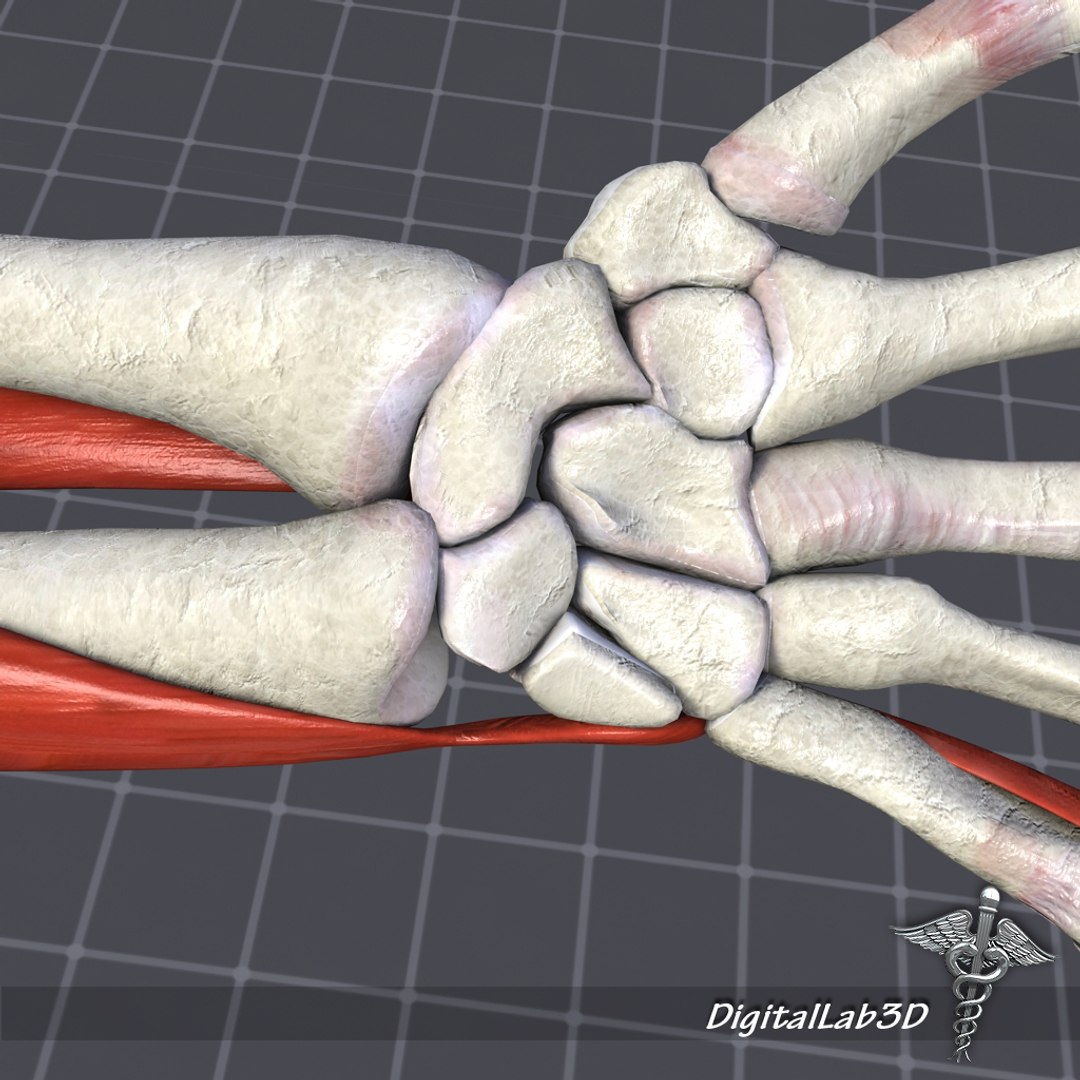 3d Human Wrist Bones