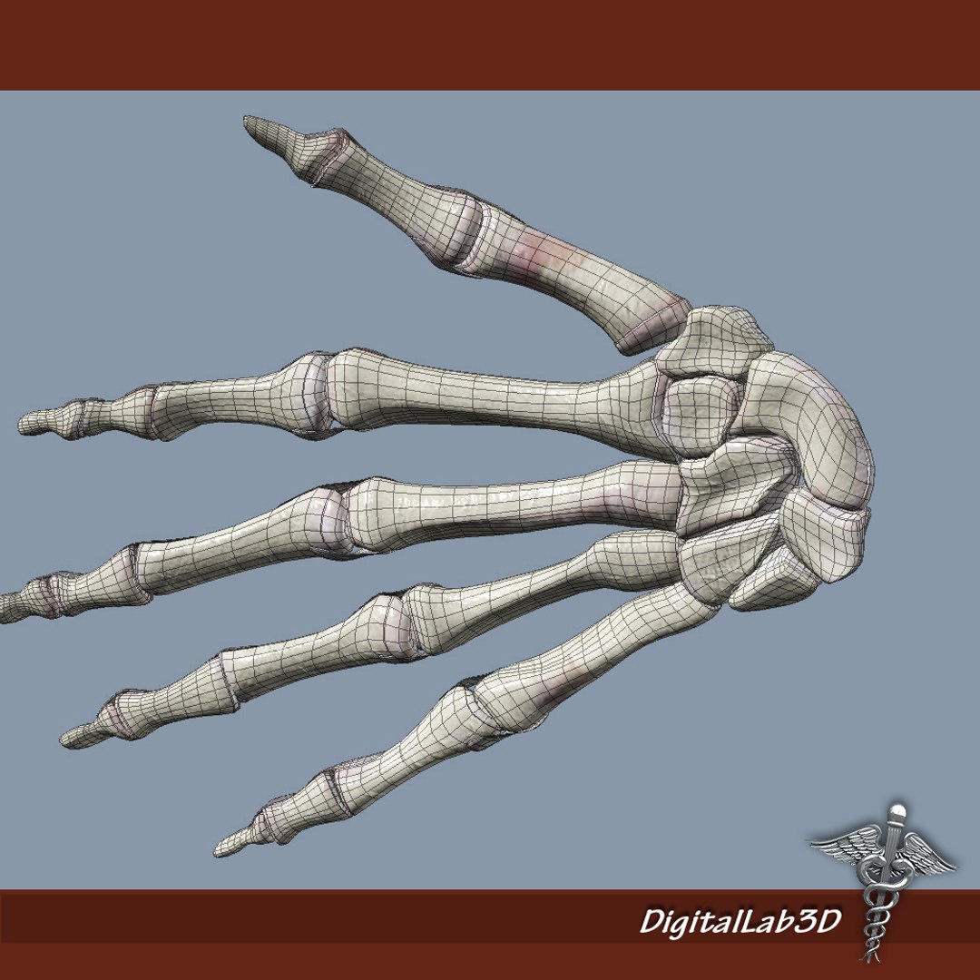 3d Human Wrist Bones
