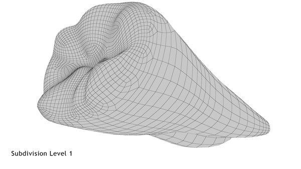 3D model human teeth lower molar - TurboSquid 1557212
