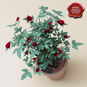 Judy Fischer Roses 3D Models for Download | TurboSquid