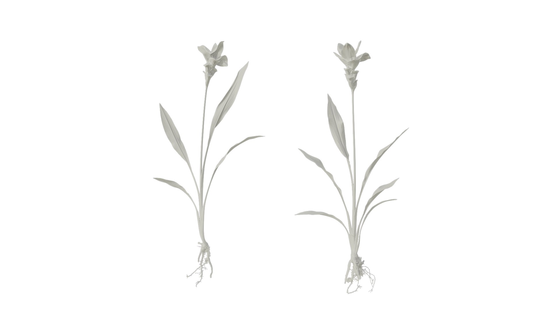 Anydrafts Curcuma Alismatifolia Atlas 02 Textures Model - TurboSquid ...