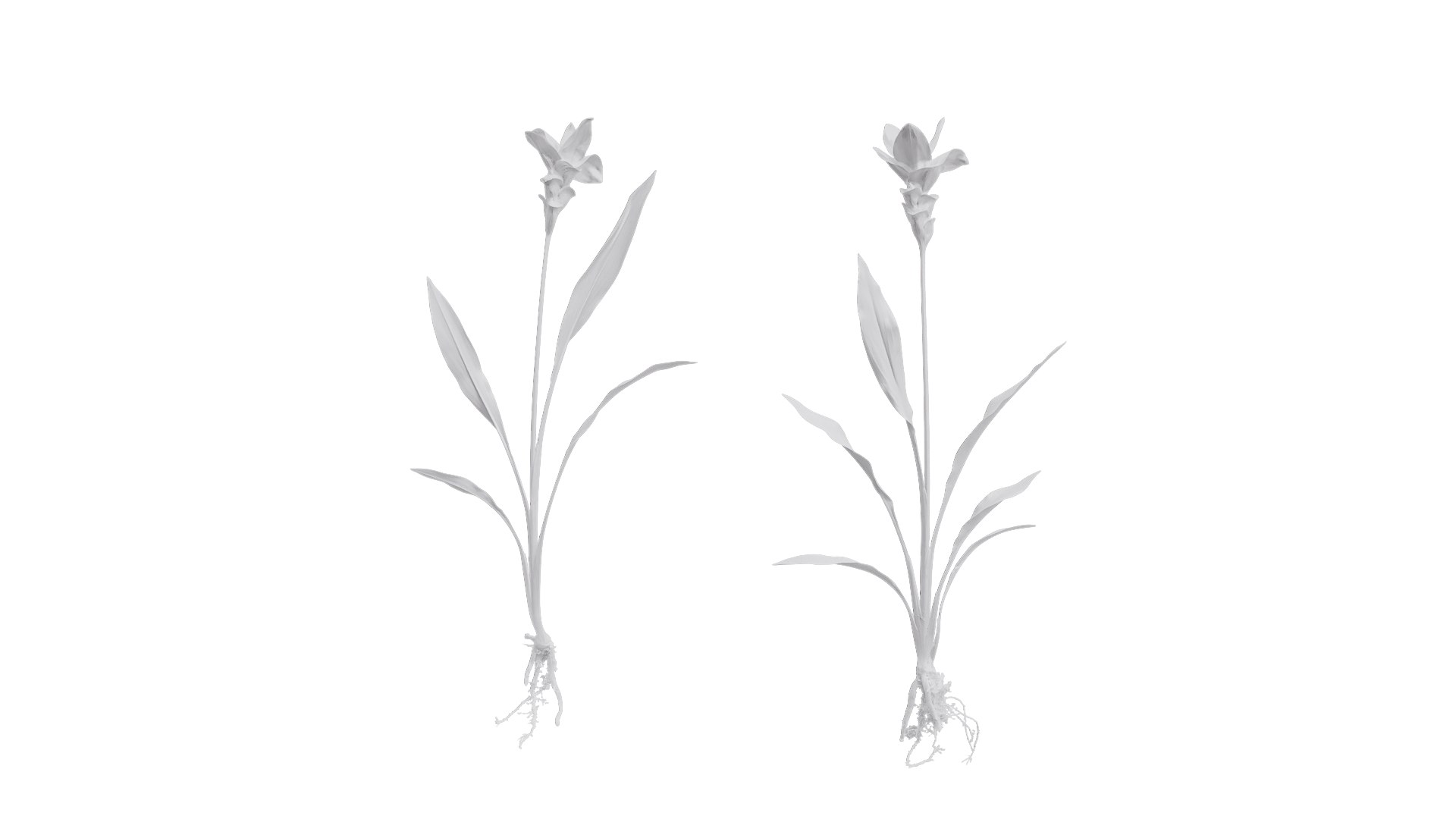 Anydrafts Curcuma Alismatifolia Atlas 02 Textures Model - TurboSquid ...