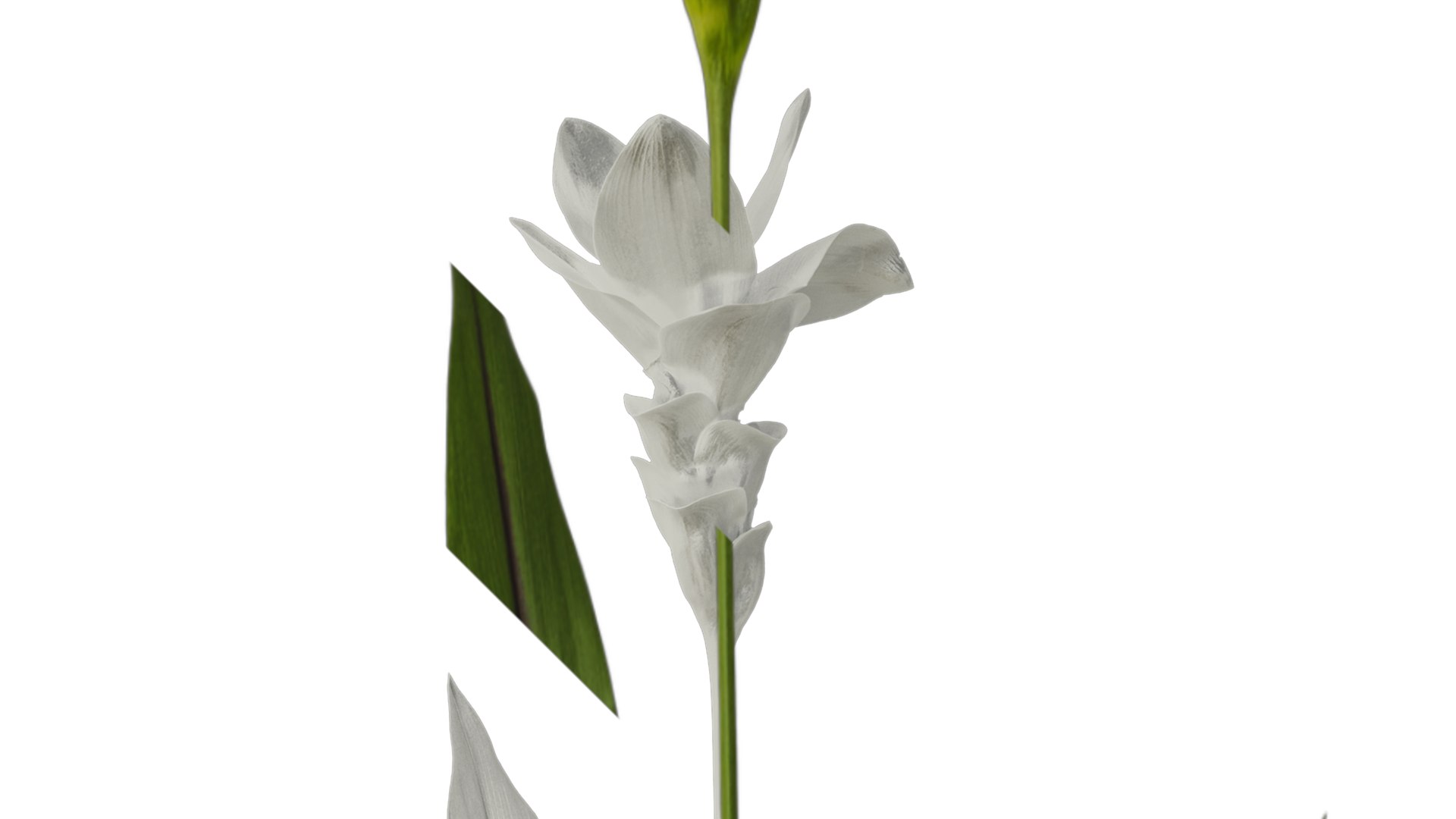 Anydrafts Curcuma Alismatifolia Atlas 02 Textures Model - TurboSquid ...