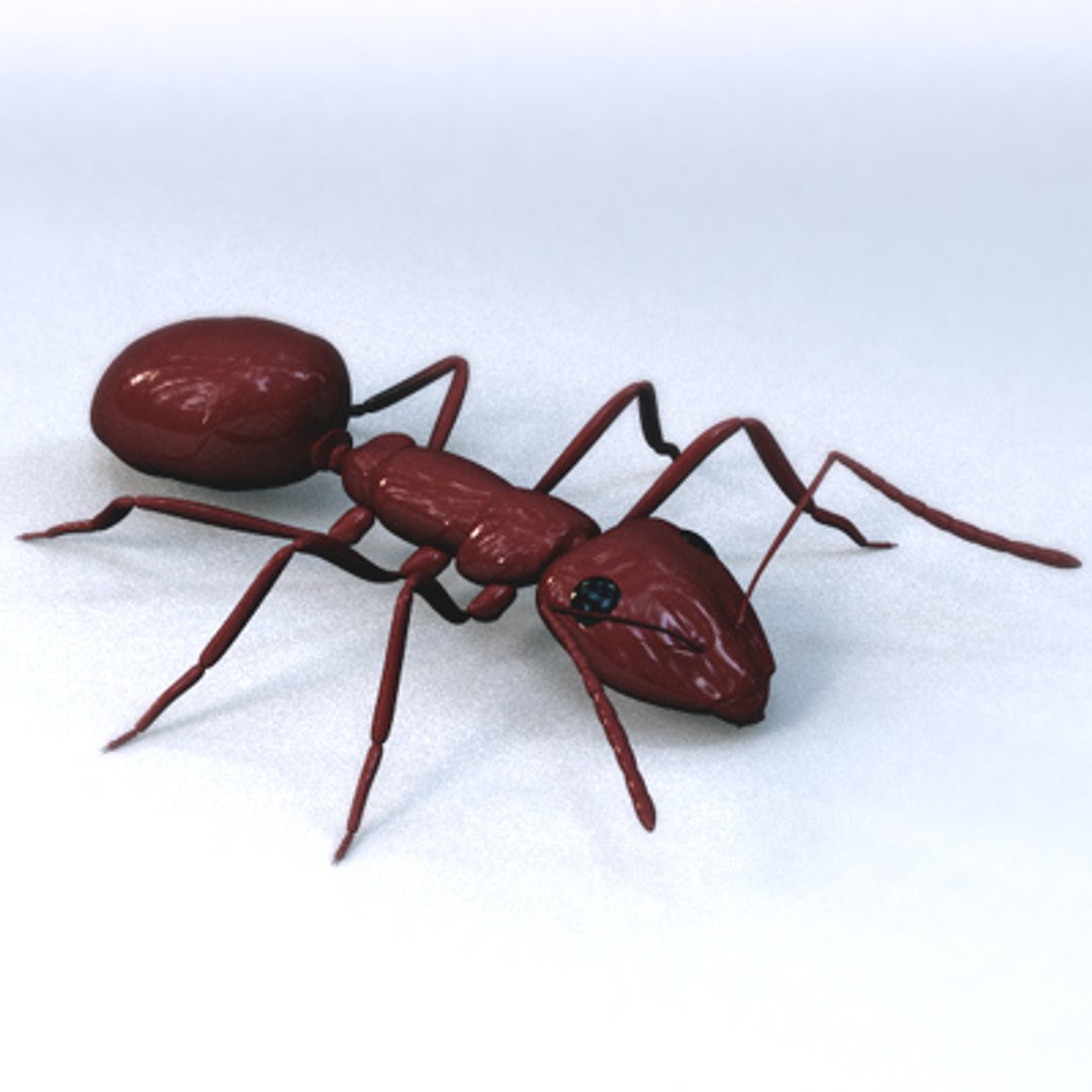 3d Ant Model