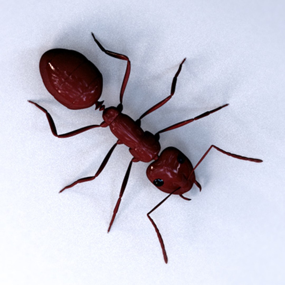 3d Ant Model
