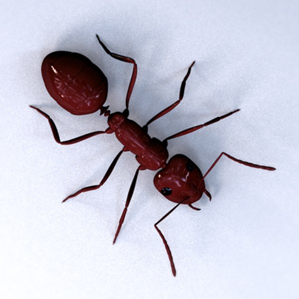 3d ant model