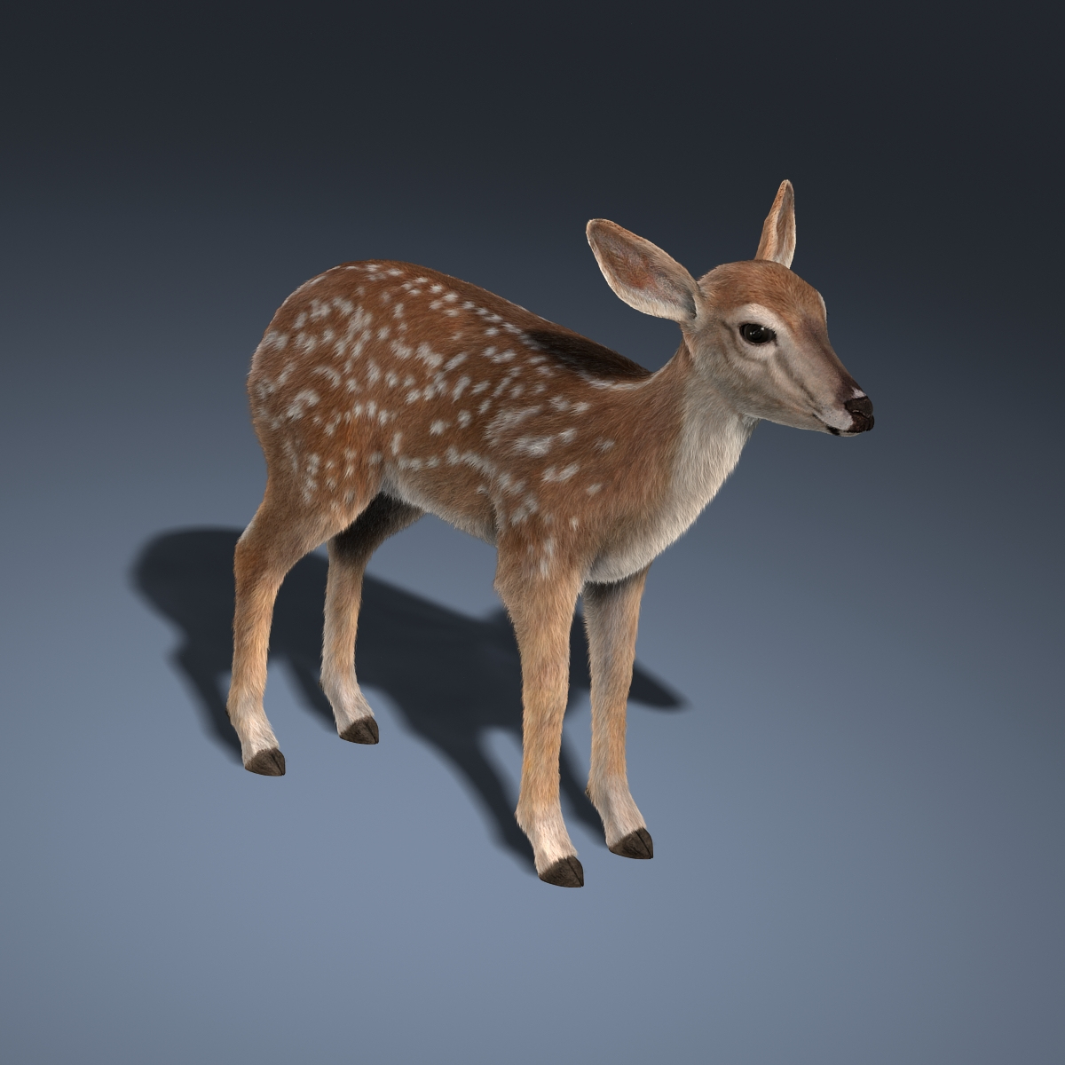 3d model fawn fur animation