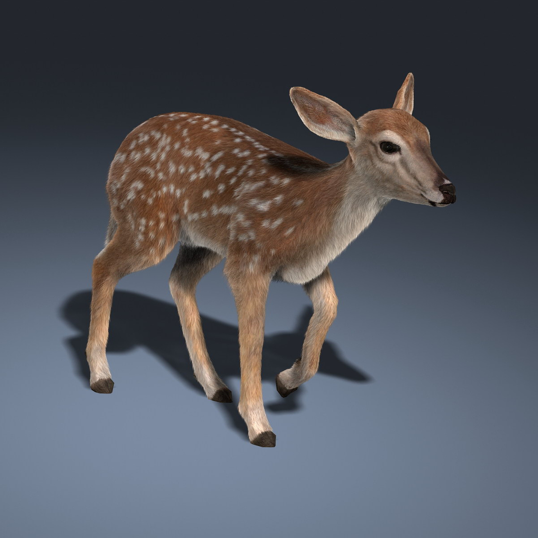 3d model fawn fur animation