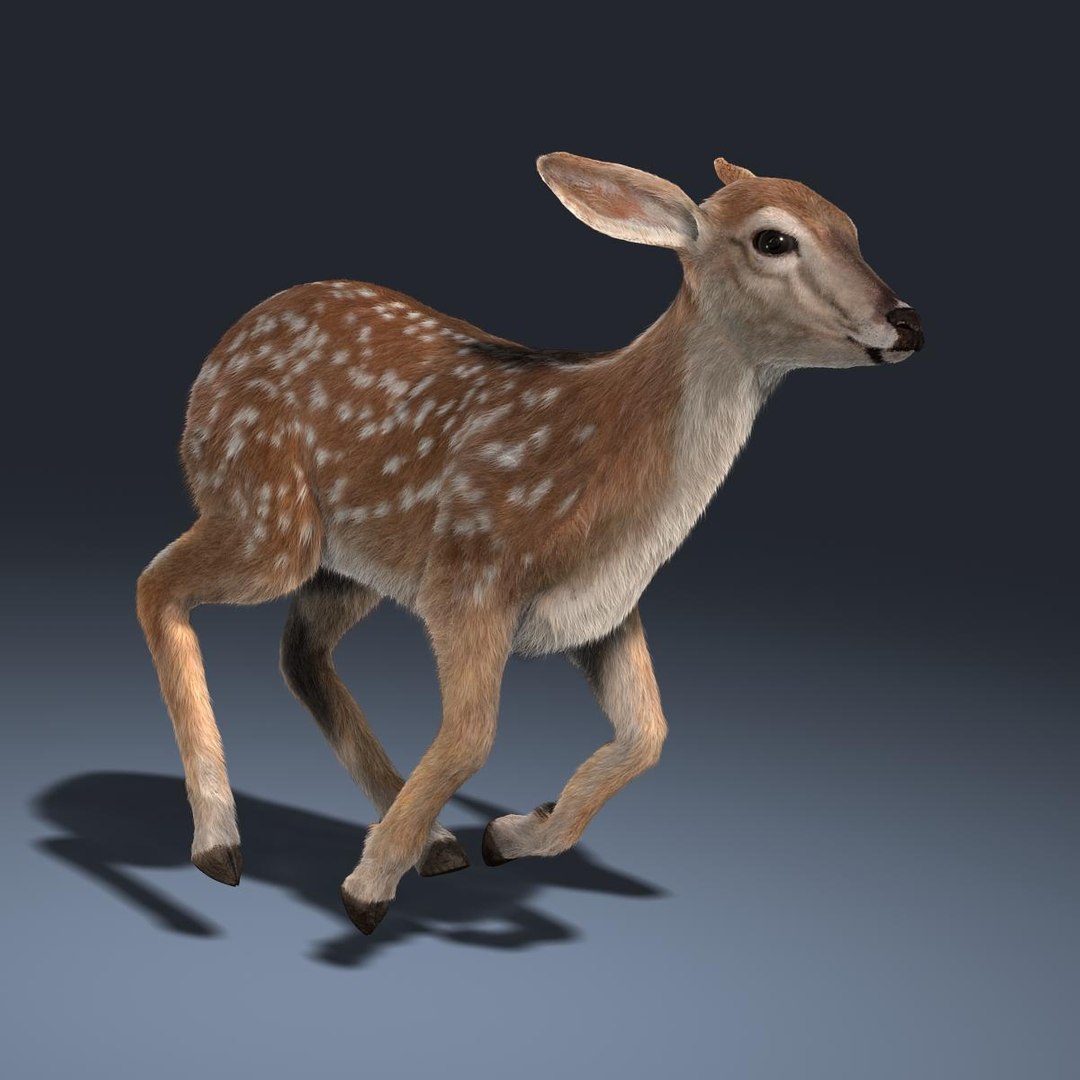 3d Model Fawn Fur Animation