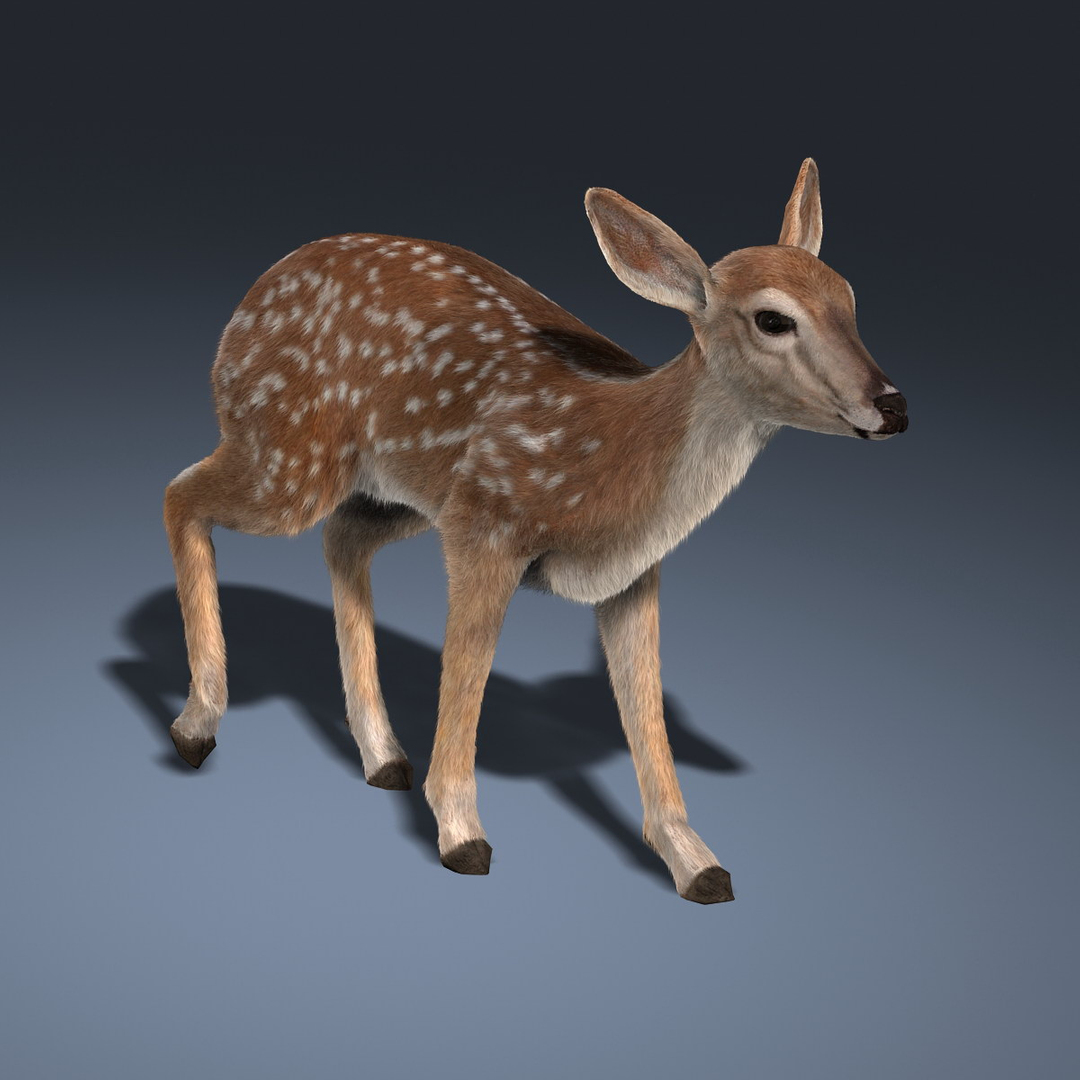 3d Model Fawn Fur Animation