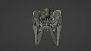 Download 3D Human Skeleton STL Models - TurboSquid