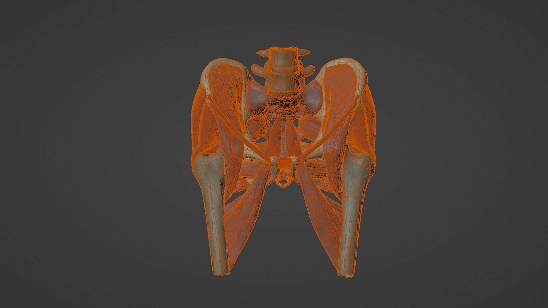 3D Model Of Male Pelvis Bones And Muscels 3D - TurboSquid 2080753