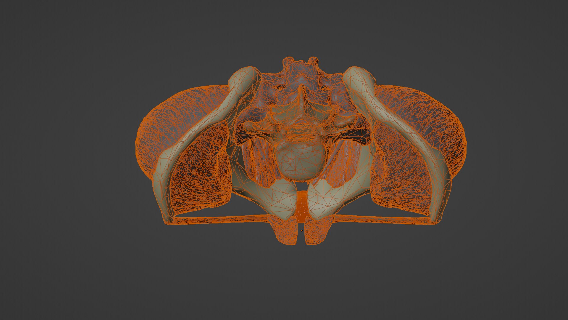 3D Model Of Male Pelvis Bones And Muscels 3D - TurboSquid 2080753
