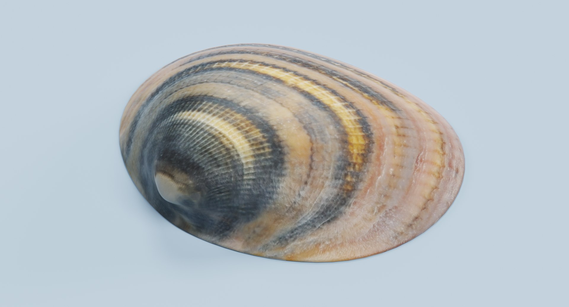 Clam Pbr 3D Model - TurboSquid 1229498