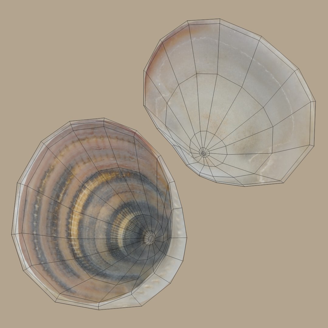 Clam Pbr 3D Model - TurboSquid 1229498
