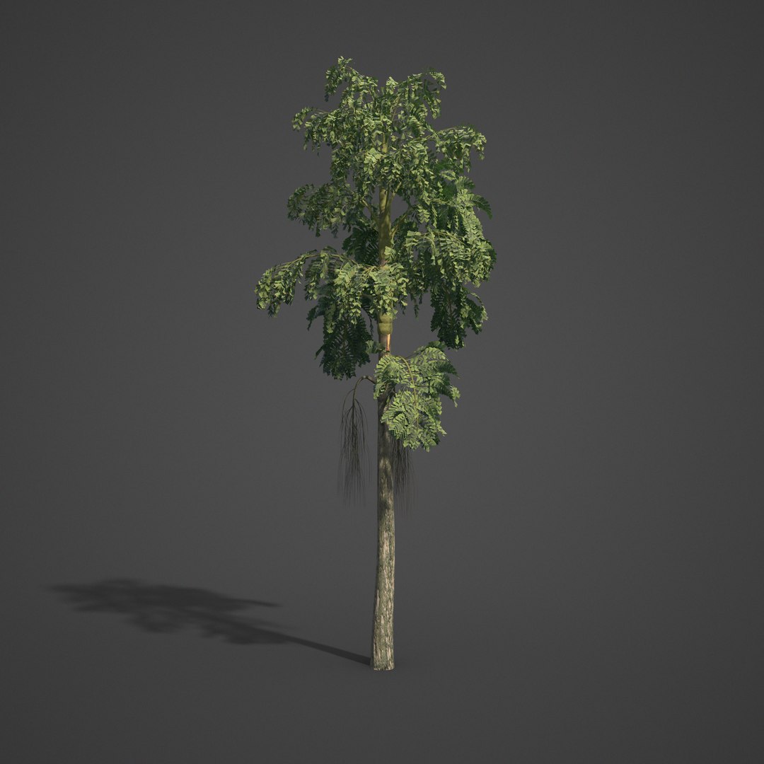 Palm tree nature 3D model - TurboSquid 1679651